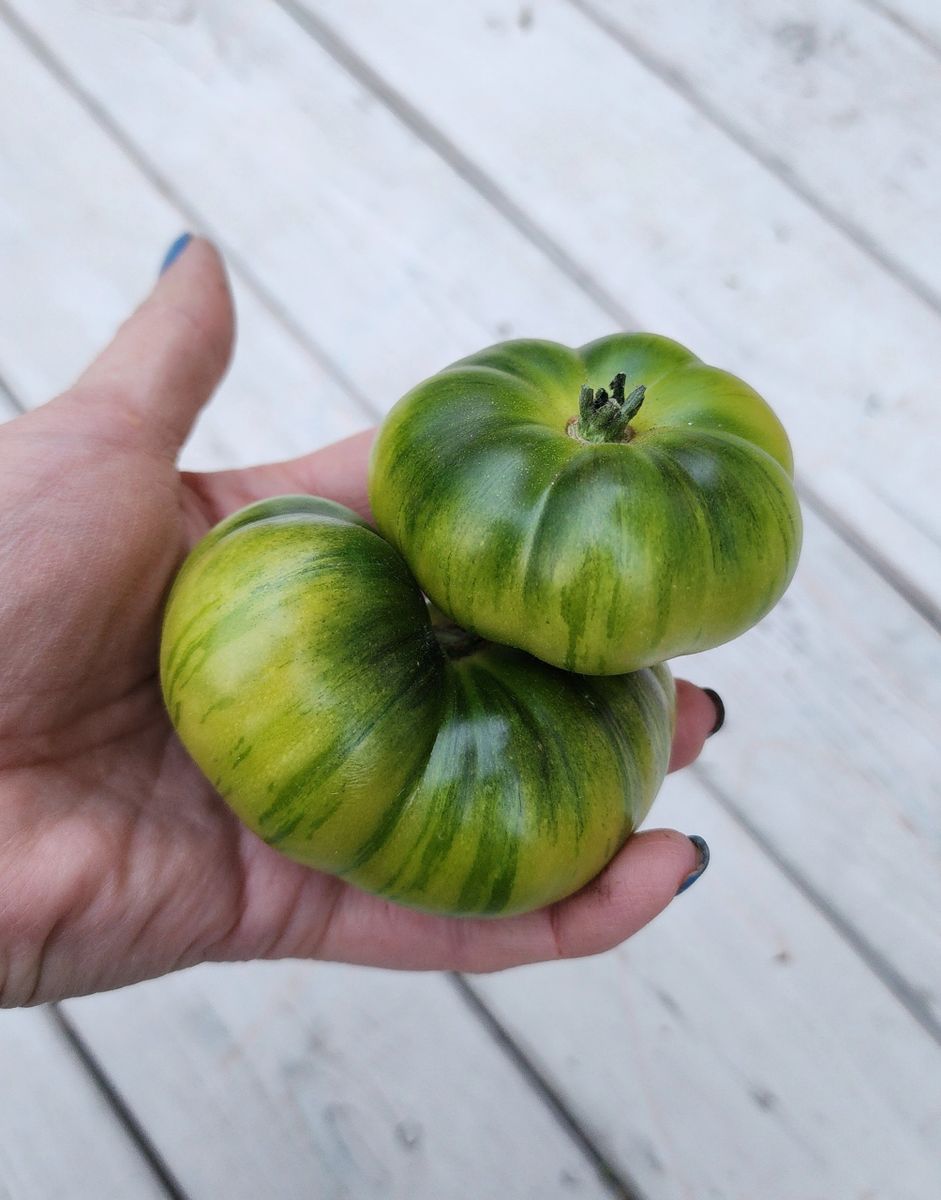 Delta Moss Dwarf Tomato