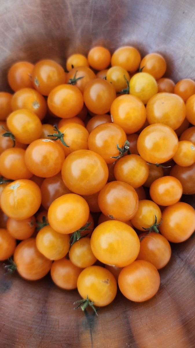 Pinocchio Orange Microdwarf Tomato