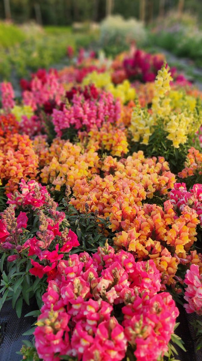 Tahiti Sunset Snapdragons