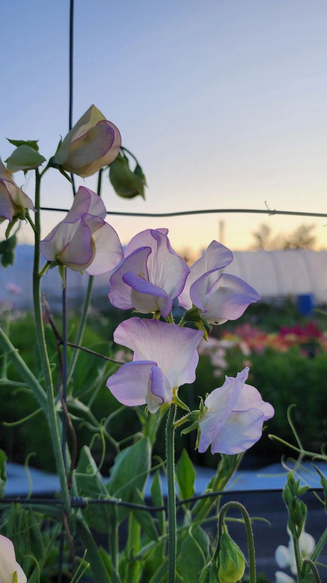 Lunalux Sweet Peas