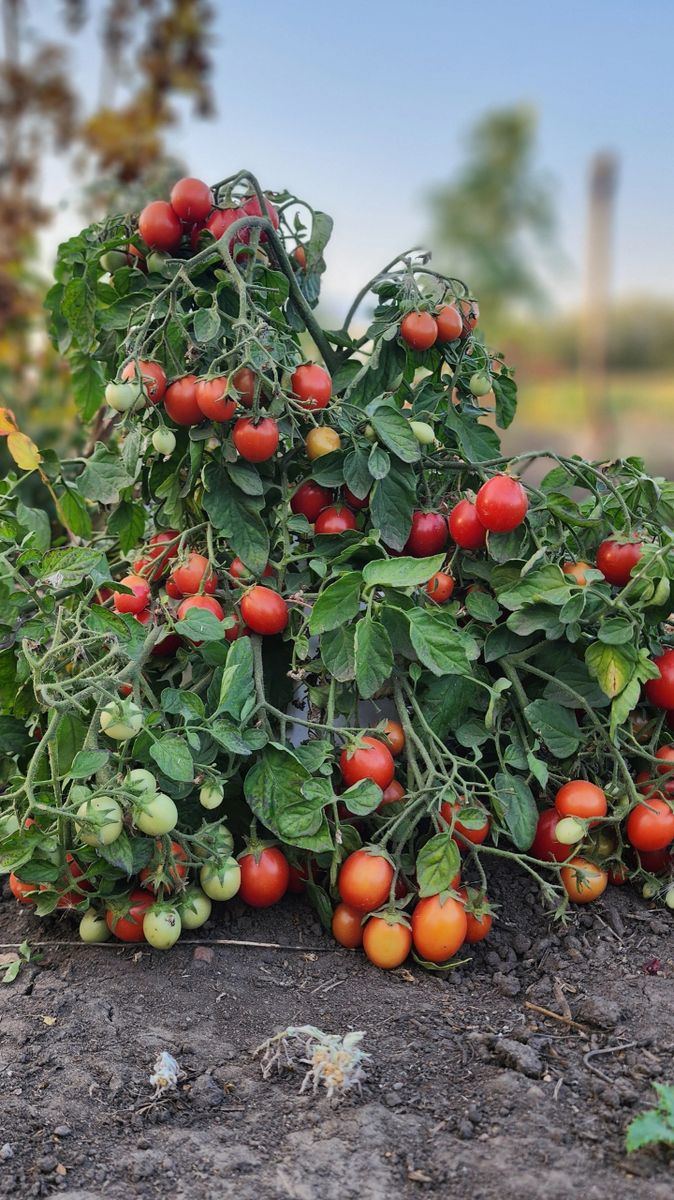 Whippersnapper Tomato