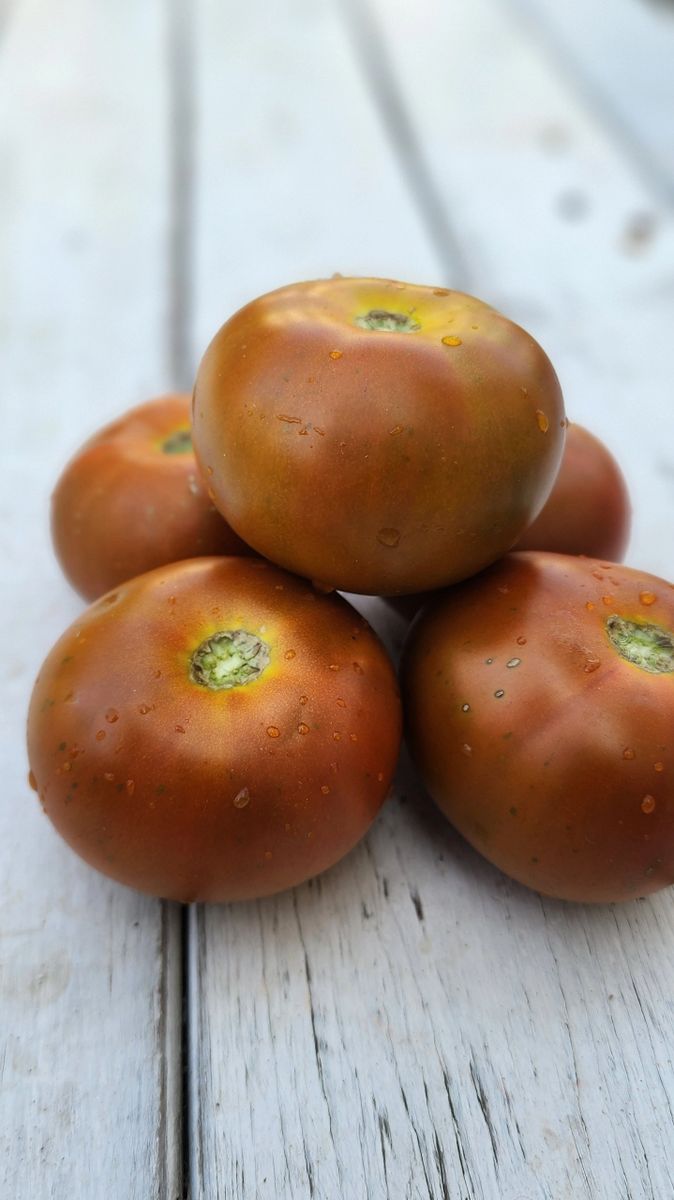 Thorburn's Terra Cotta Tomato