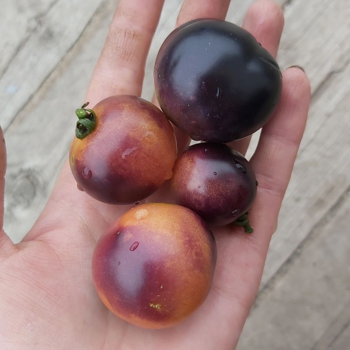 Blaue Zimmertomate or Blue Room Microdwarf Tomato