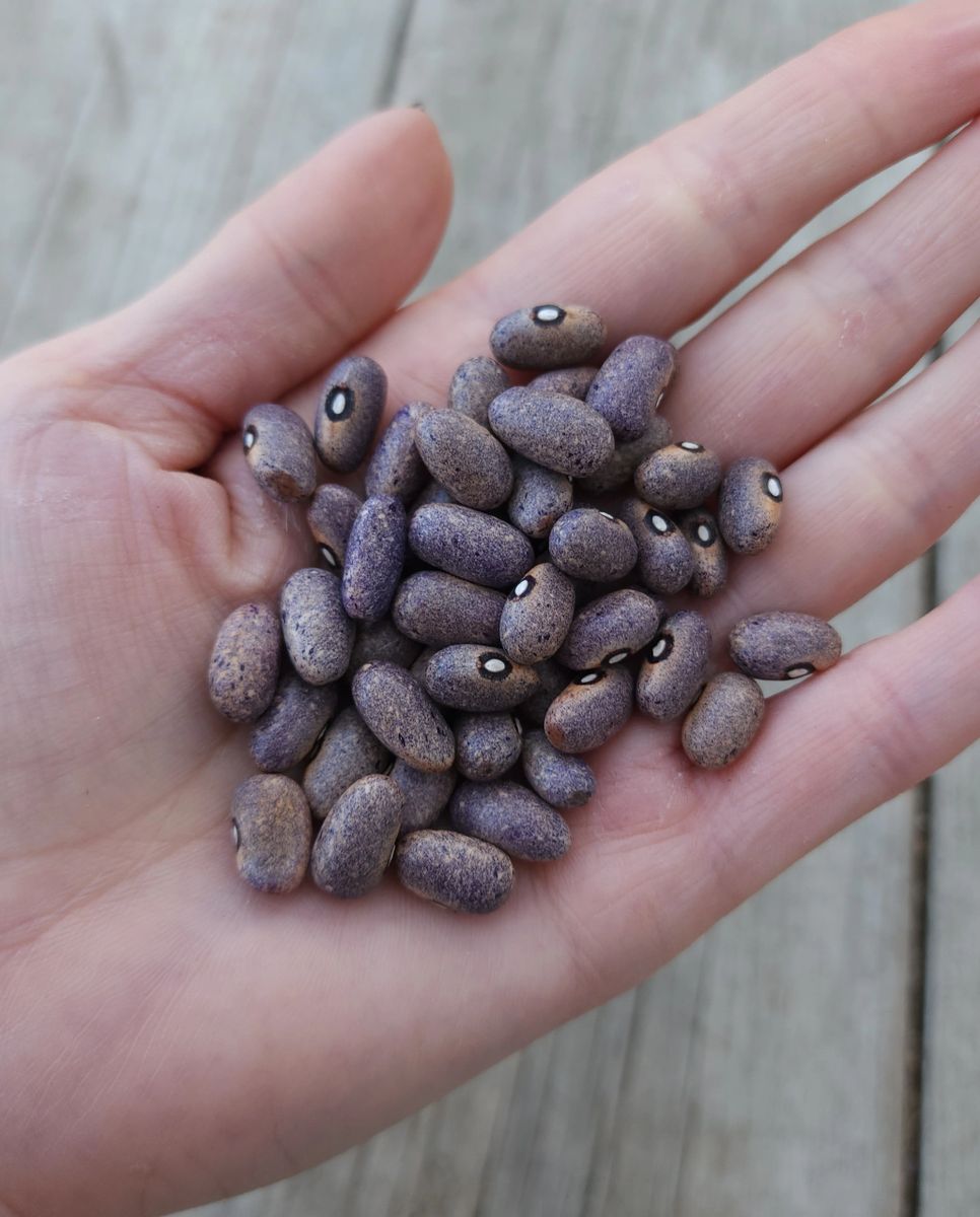 Pale Lavender Grey Bush Bean