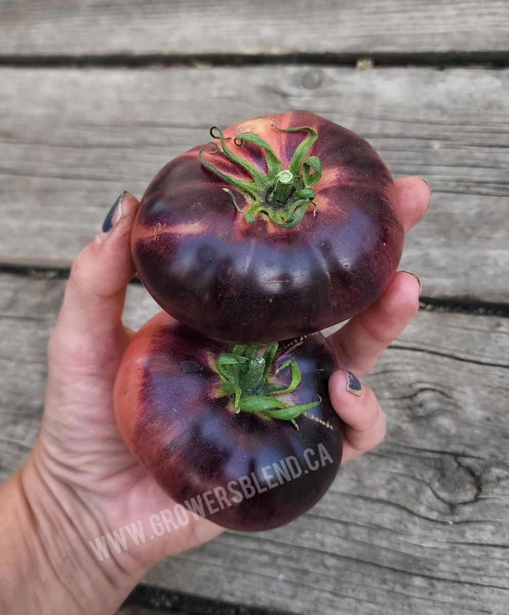 Amethyst Jewel Tomato