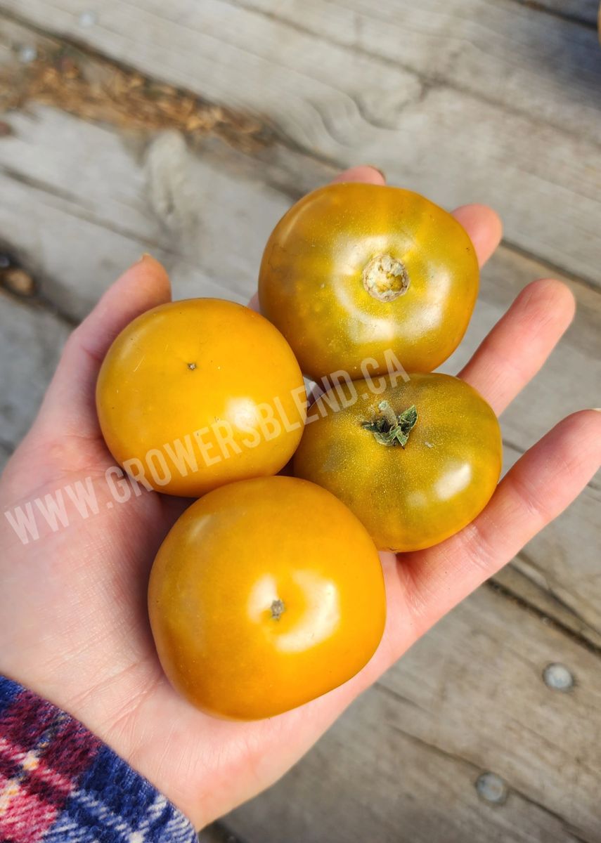 Soul Patch Dwarf Tomato