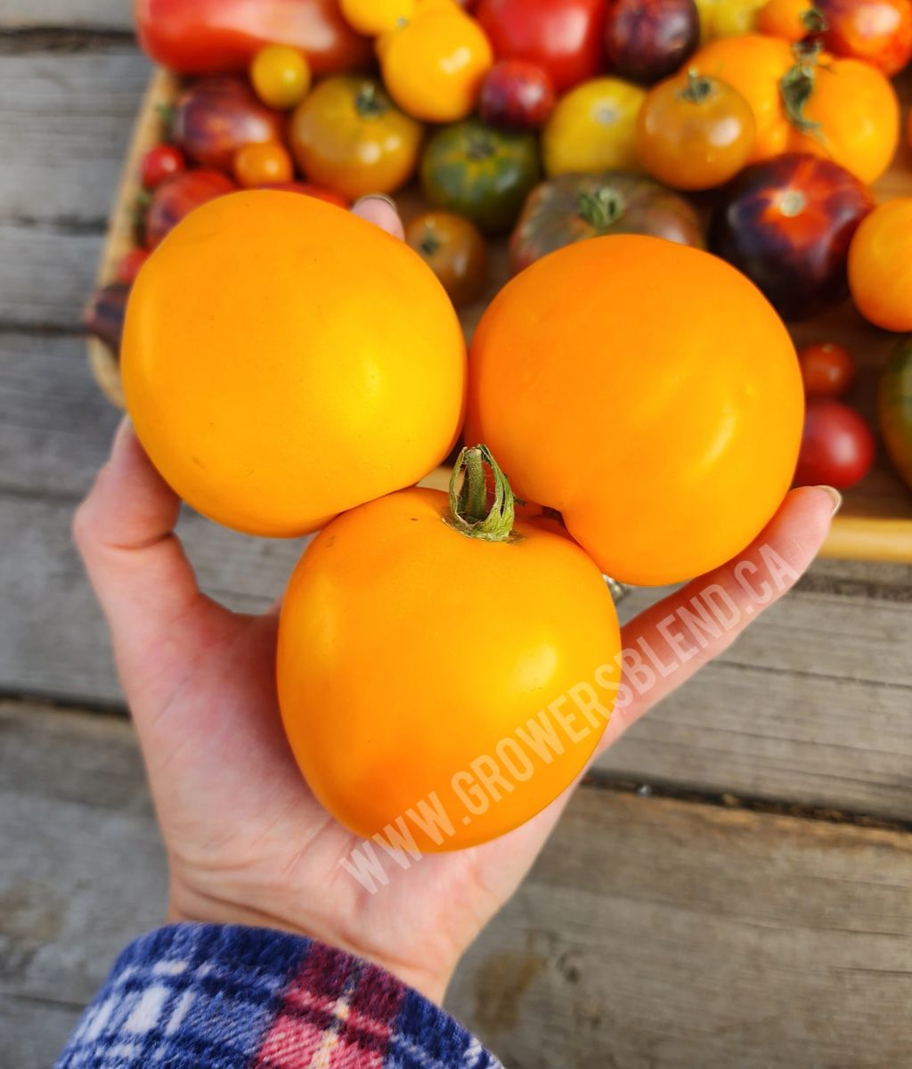 Moonglow Tomato (SOLD OUT for 2025)