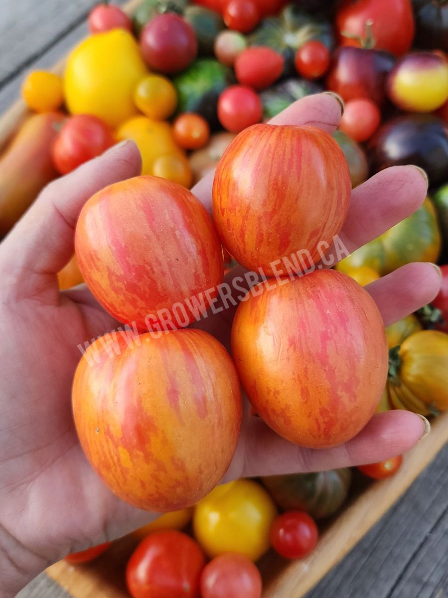 Dragon's Eye Dwarf Tomato