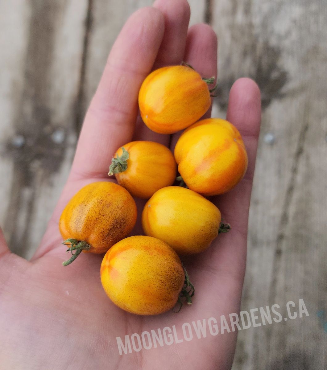 Golden Hour Micro Mini Tomato (SOLD OUT for 2025)