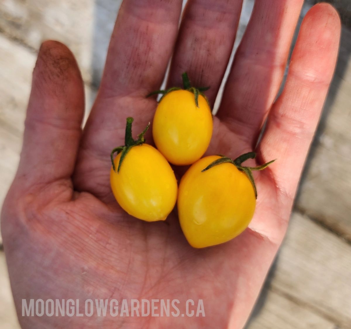 Raindrop Micro Mini Tomato