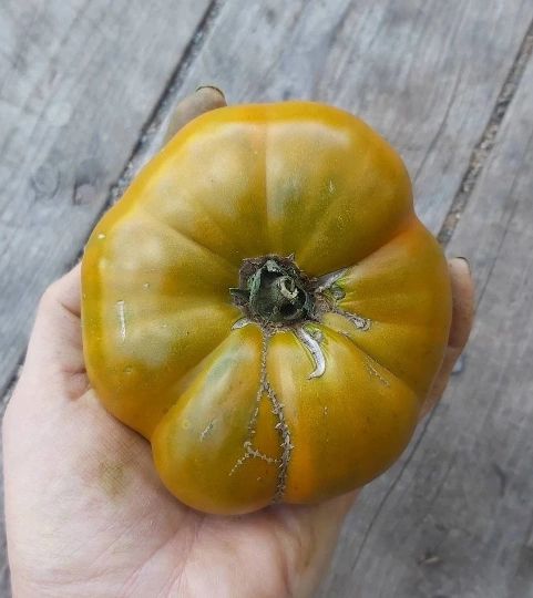 Thorburn's Terra Cotta Tomato (SOLD OUT for 2025)