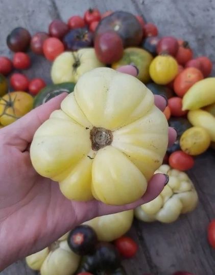 White Tomesol Tomato (SOLD OUT for 2025)