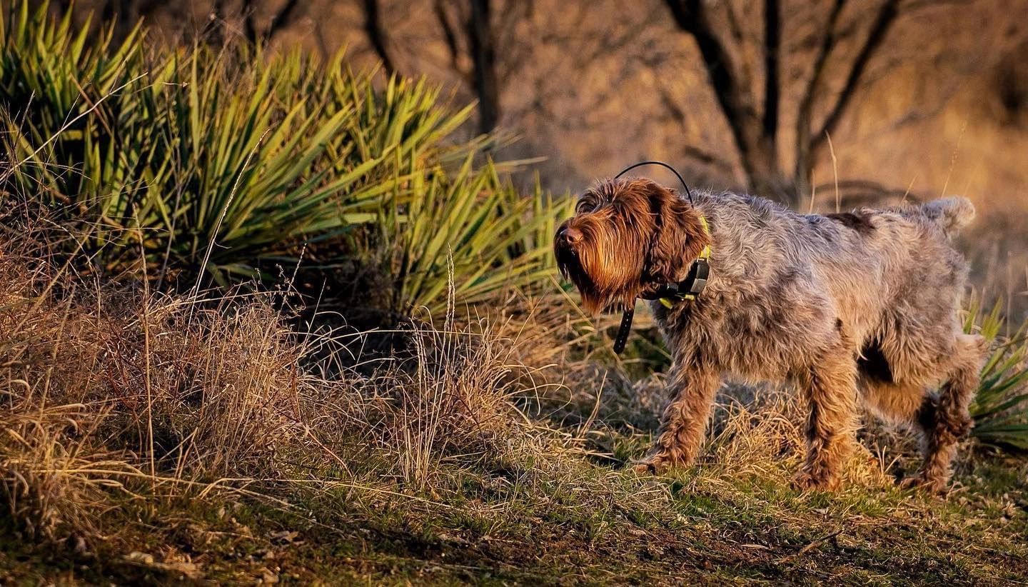 Overton Gun Dogs - Wirehaired Pointing Griffon, Griffon, Breeder