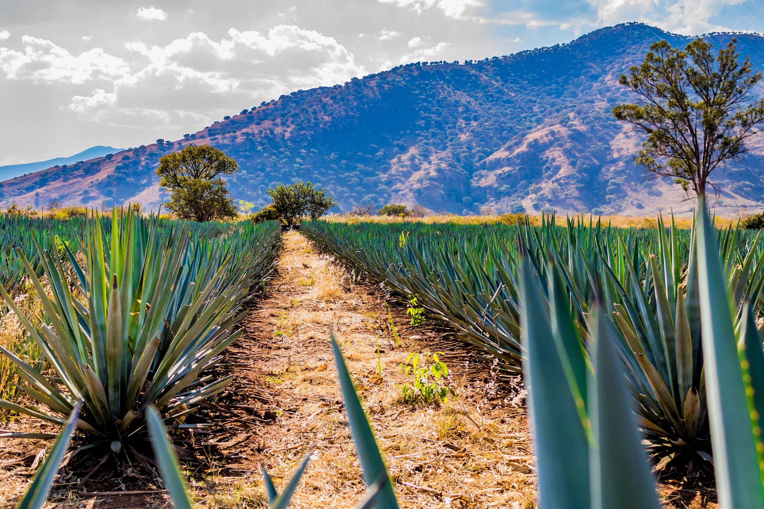 The History and Evolution of Joven Tequila