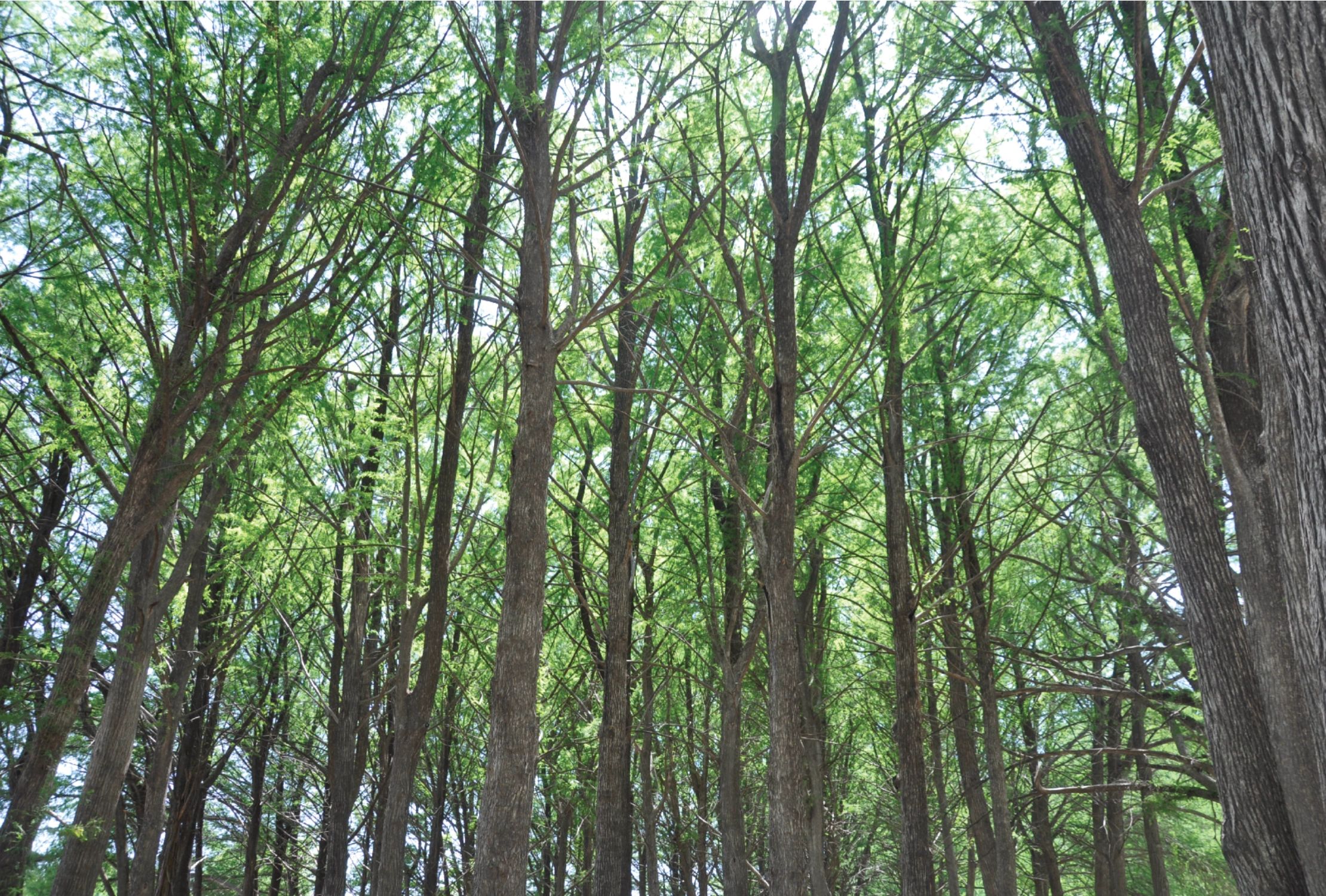 Parque Nacional El Sabinal