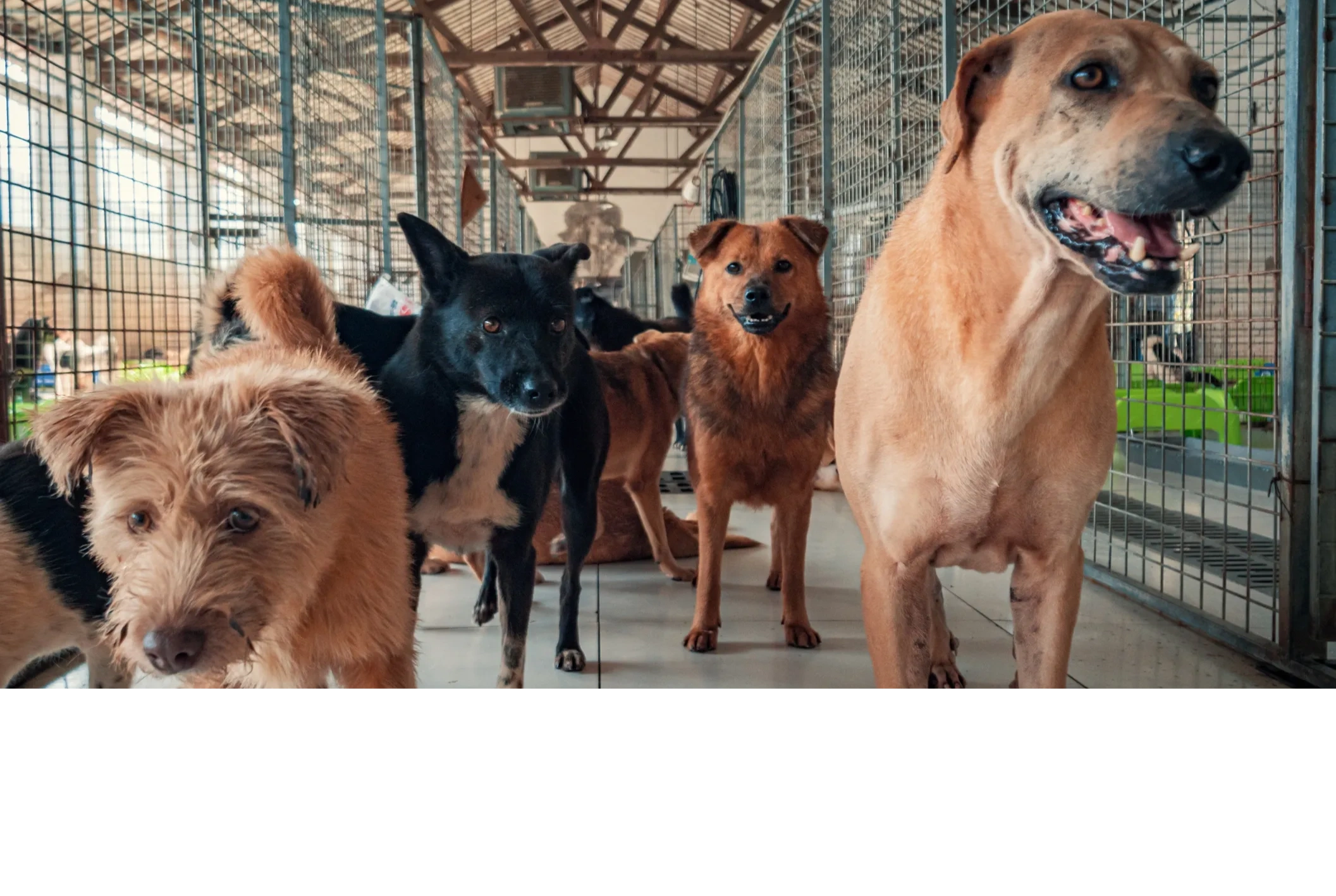 Boston’s Top-Rated Cage-Free Luxury Dog Boarding | DogBoardingBoston.com