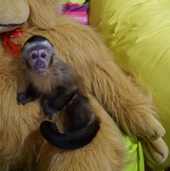 HOME [paradisemonkeysforsall.com]