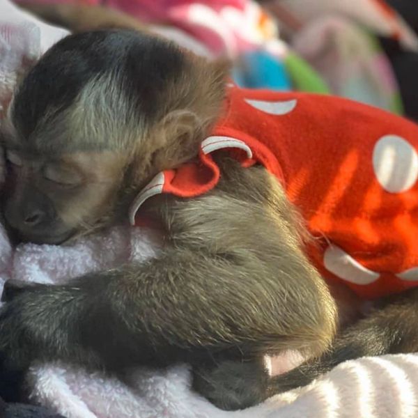 AVAILABLE MONKEYS