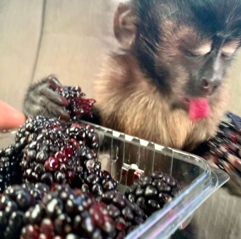 monkeys for adoption near me