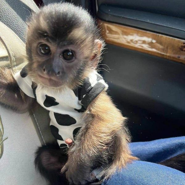 paradisemonkeysforsall.com - Macaque Monkeys for Adoption, Marmoset ...