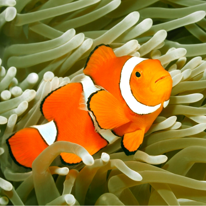 Fish are Here!!! Check out our NEW Marine Fish Section!!!