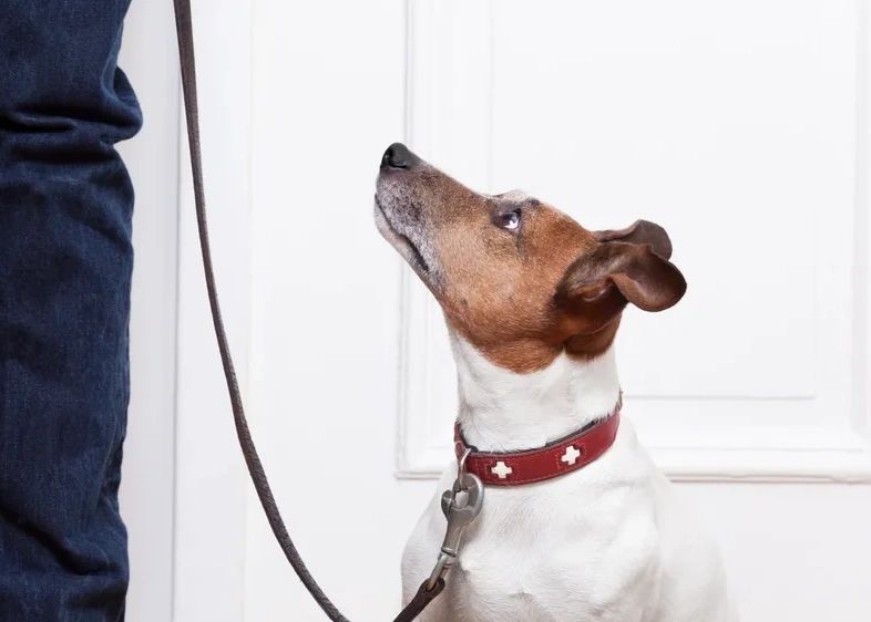 Unleashing Failure: How Excessive Control Hurts Dog Training