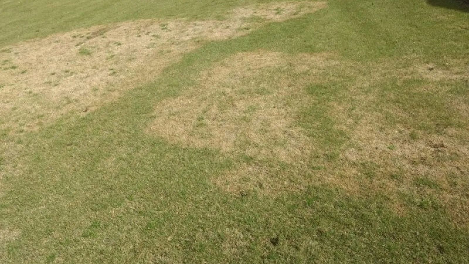 How to Avoid Common Summer Lawn Diseases in Middle Tennessee