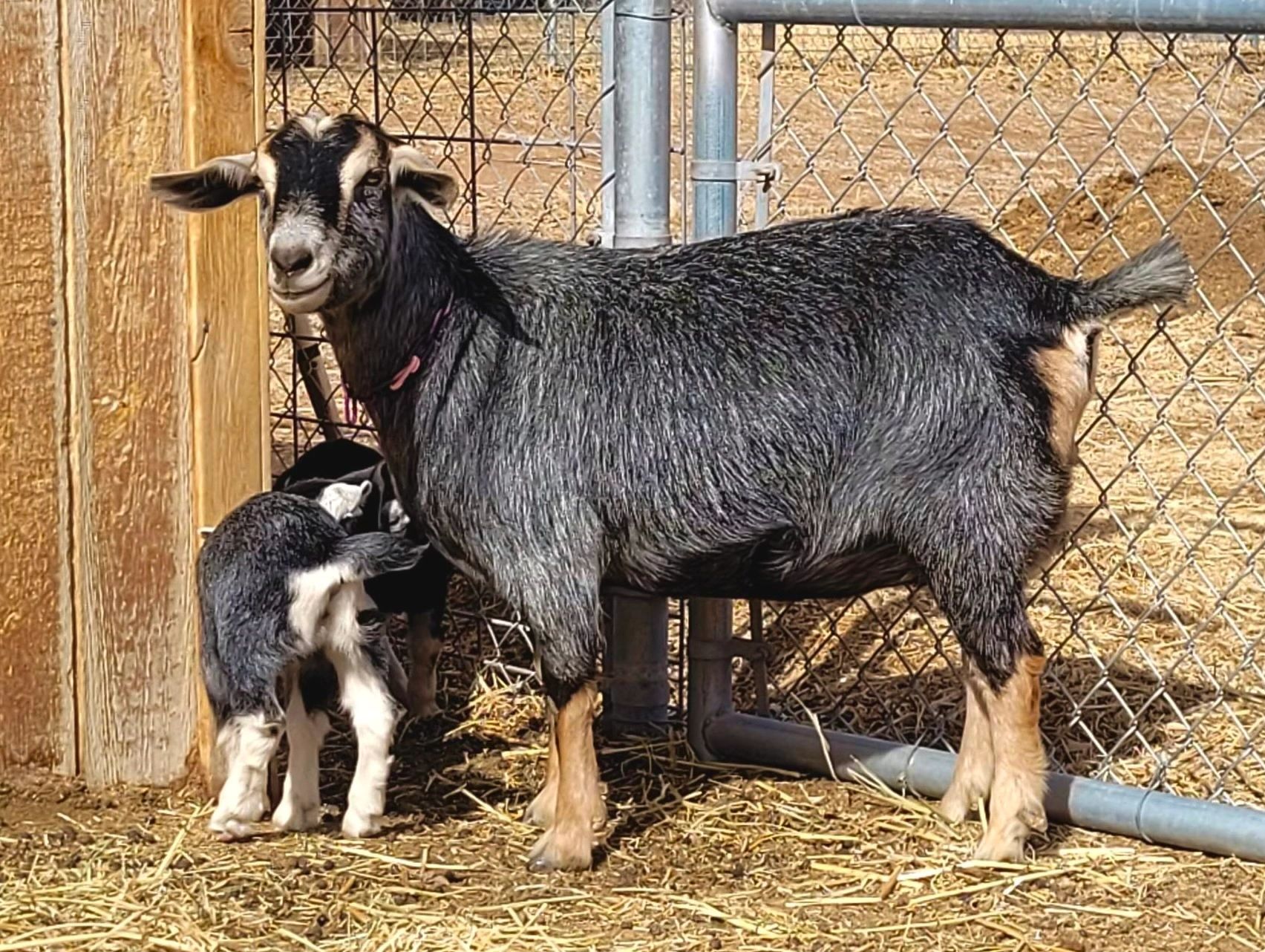 Kinder Goat Breeding 101: Understanding the Basics