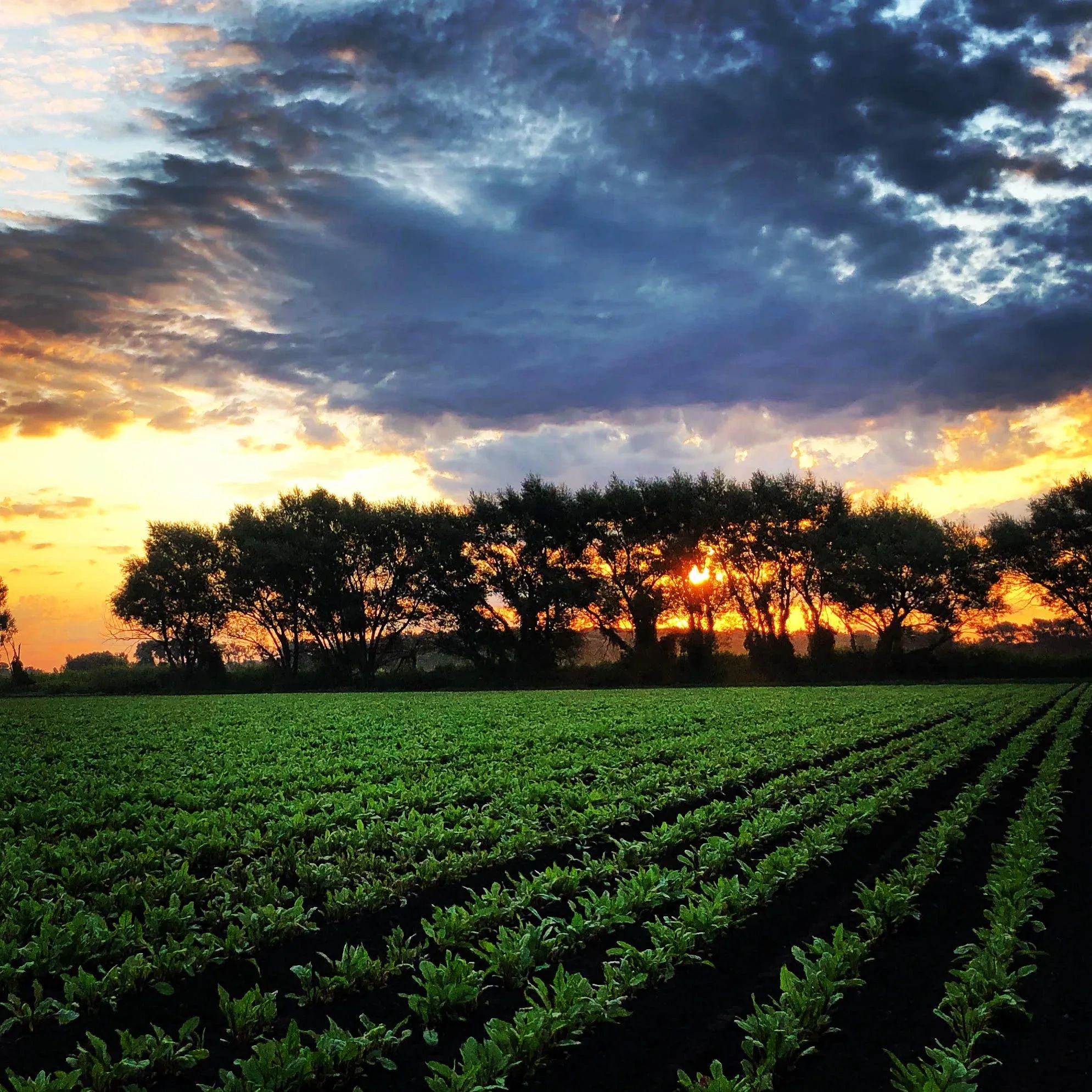 Tim Campbell Farm