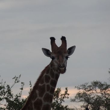 Leonie Anderson Children's Author