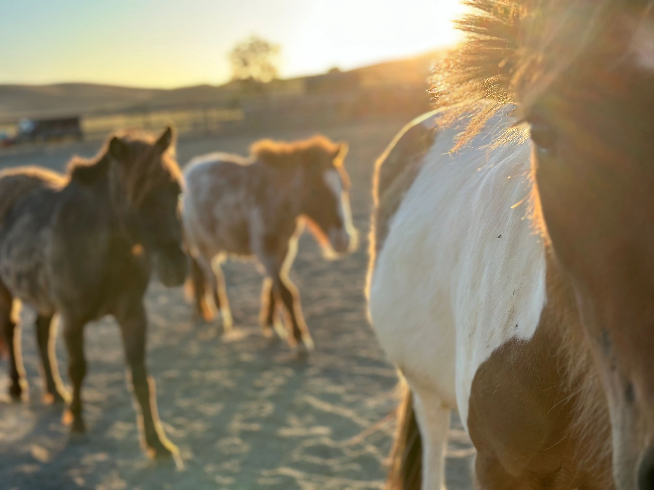 Red Dog Ranch Animal Rescue