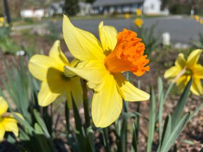 Carolina Daffodil Society