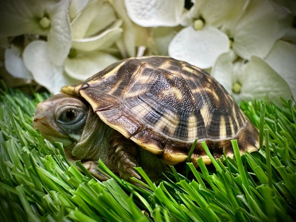 Ornate Box Turtle - CB Baby