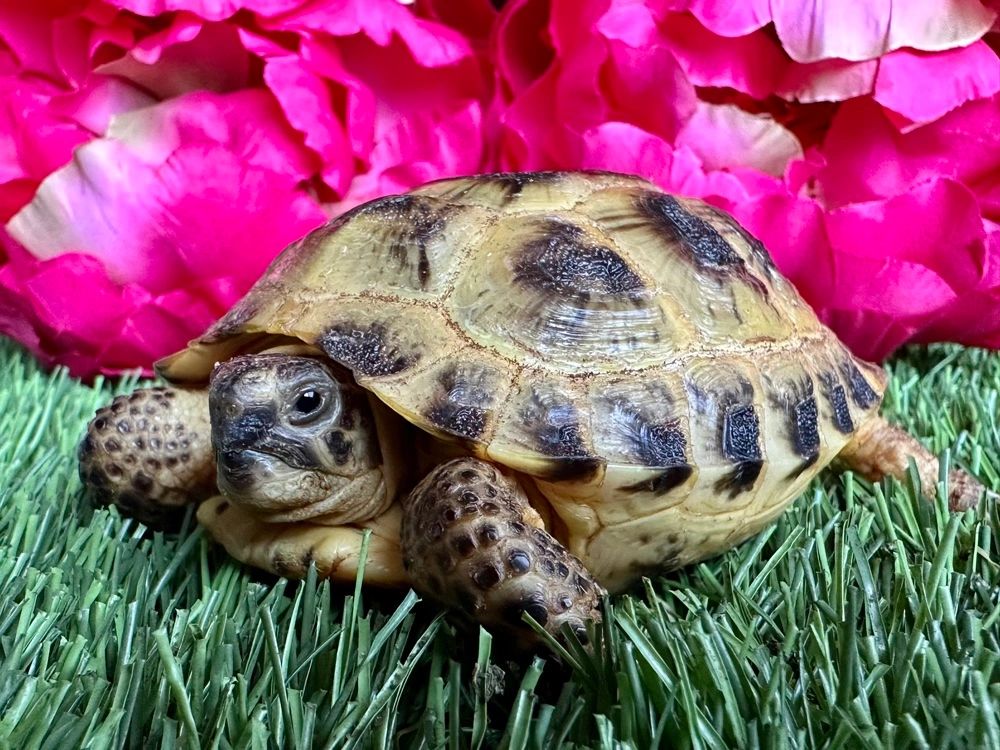 Russian Tortoise - CB Juvenile