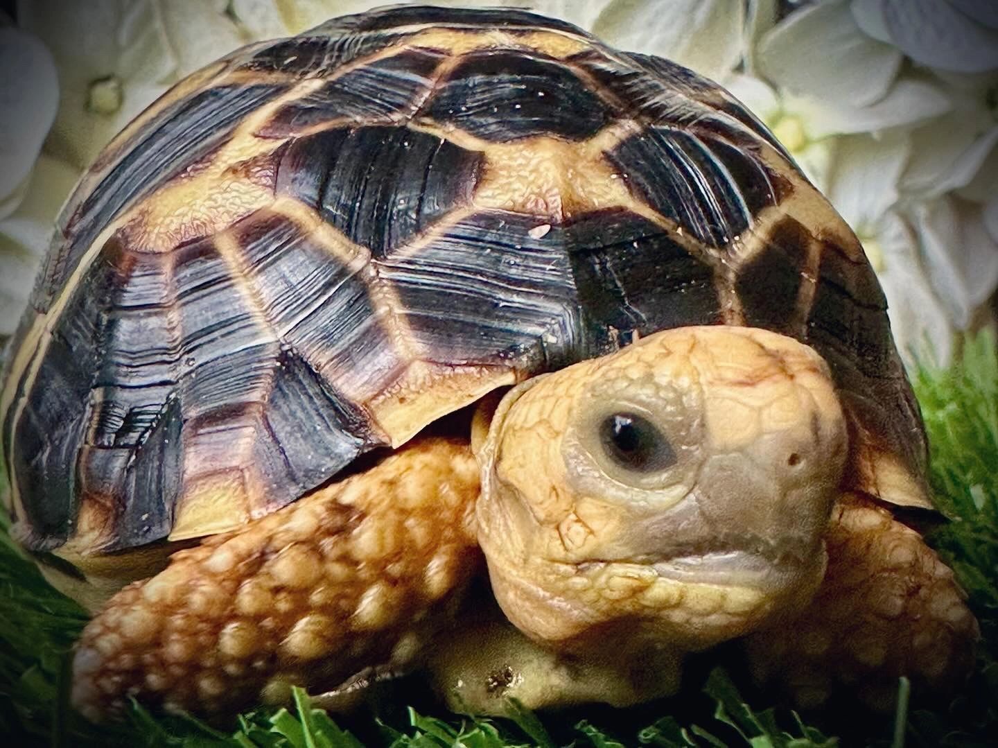 Ozark Exotics - Home