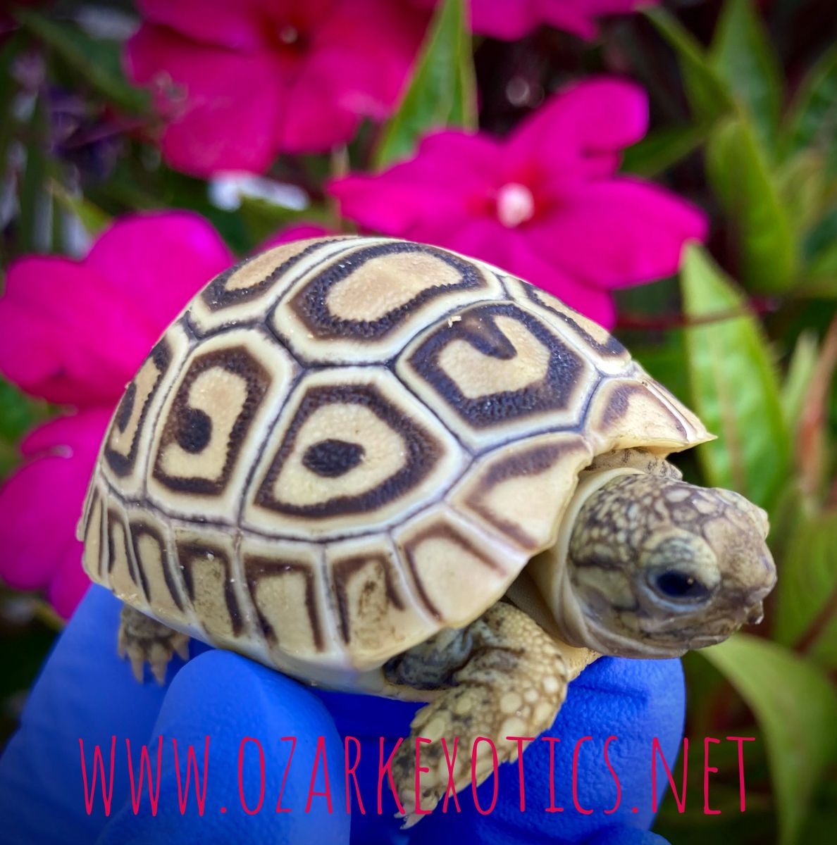 Leopard Tortoise Hatchling - CB