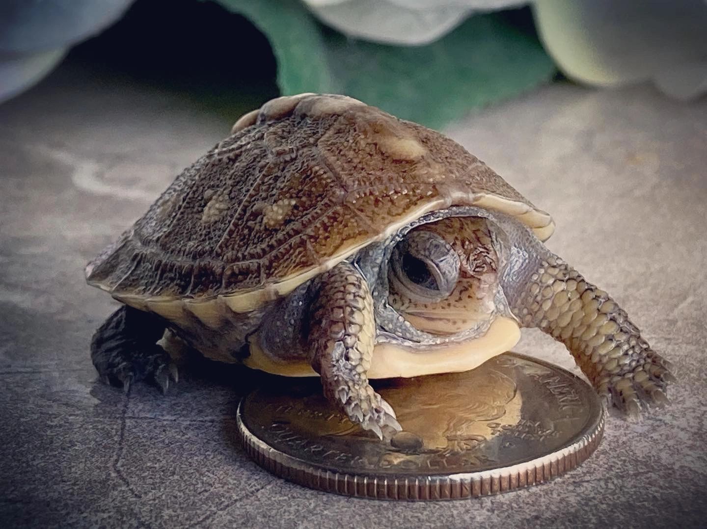 Bulletproof Baby Box Turtles: The Best Way to Raise Box Turtles