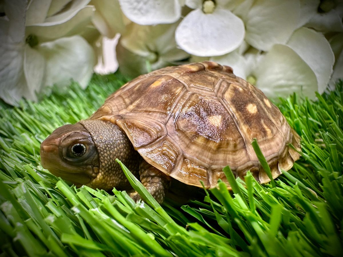 Three Toed Box Turtle - Hatchling - CB