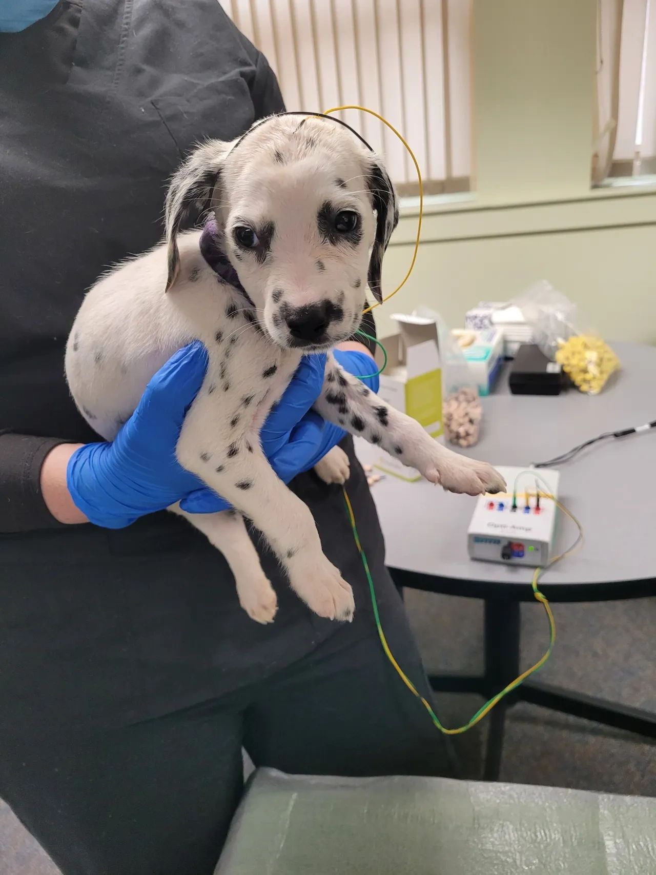 About Us | Pittsburgh Animal Audiology Services