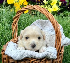 The Pup Palace - Puppy Store - Cincinnati, Ohio