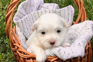 The Pup Palace - Puppy Store - Cincinnati, Ohio