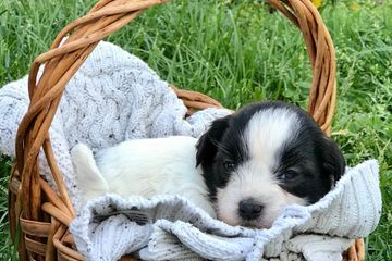 The Pup Palace - Puppy Store - Cincinnati, Ohio