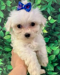 The Pup Palace - Puppy Store - Cincinnati, Ohio