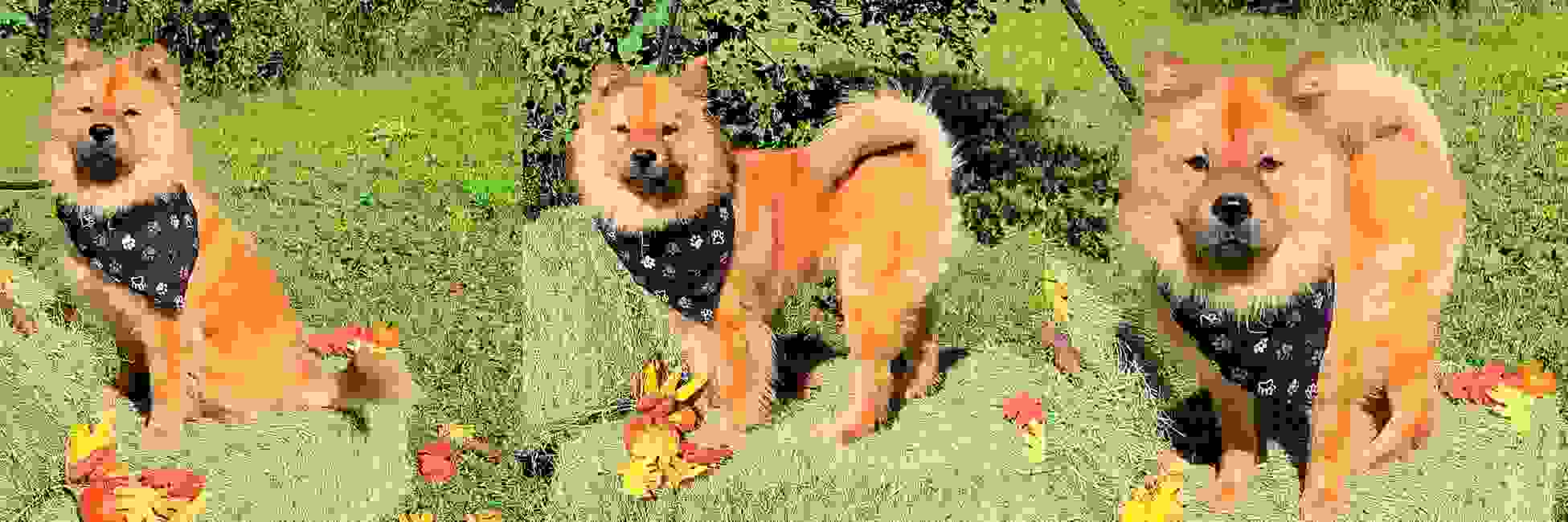 Our Adoptable Pets | Houston Chow Chow Connection