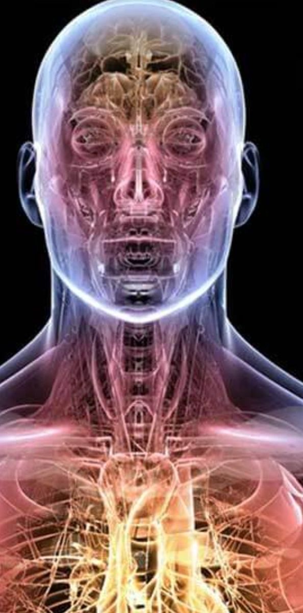 BioResonance Quantum Scan / Balance - Report