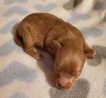 Puppies for SALE | Cuddly Malti Poo Puppies