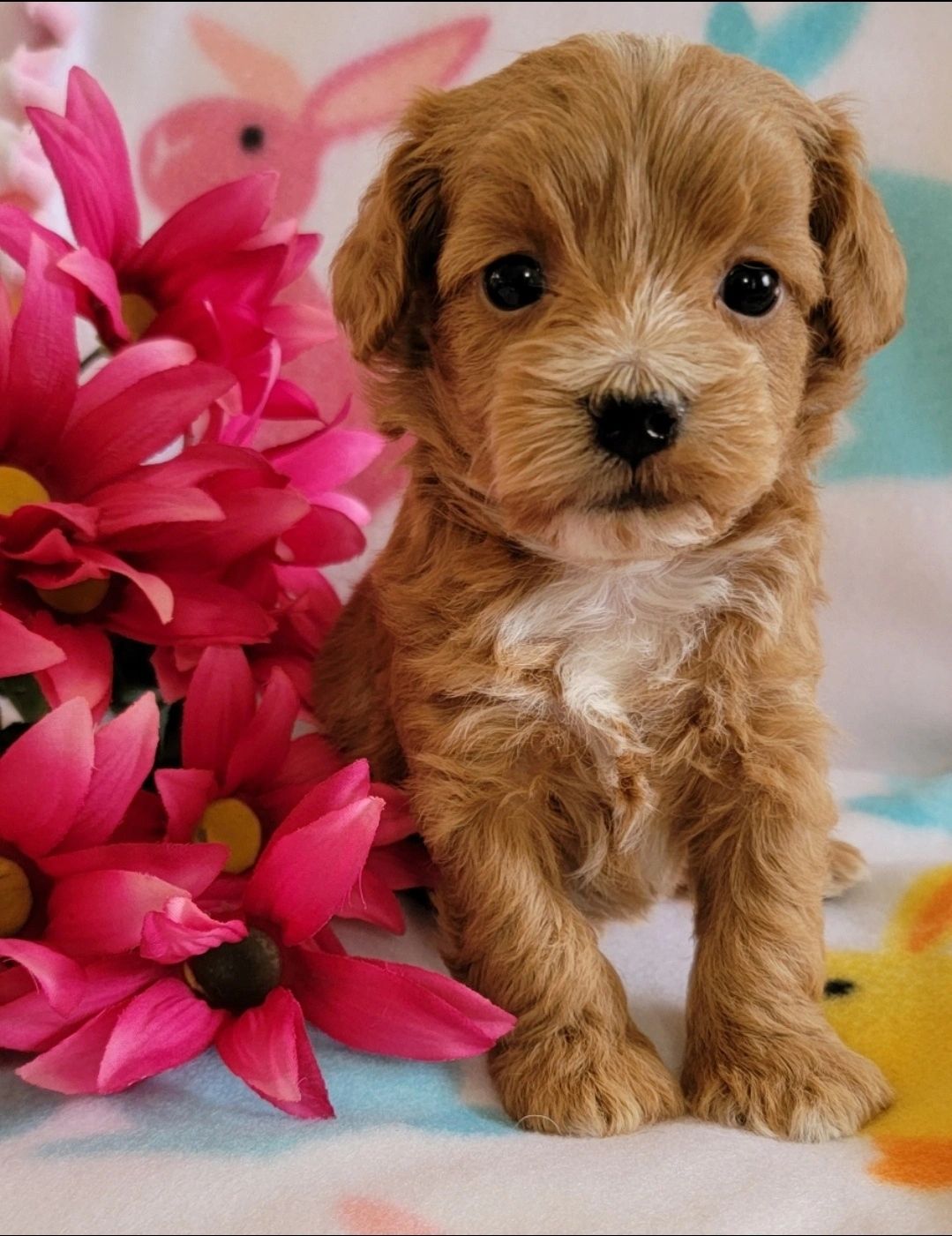 Cuddly Malti Poo Puppies - Malti Poo Puppy in Grand Rapids, Maltipoo