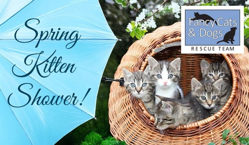 Find Your Perfect Companion at Fancy Cats & Dogs Rescue Team