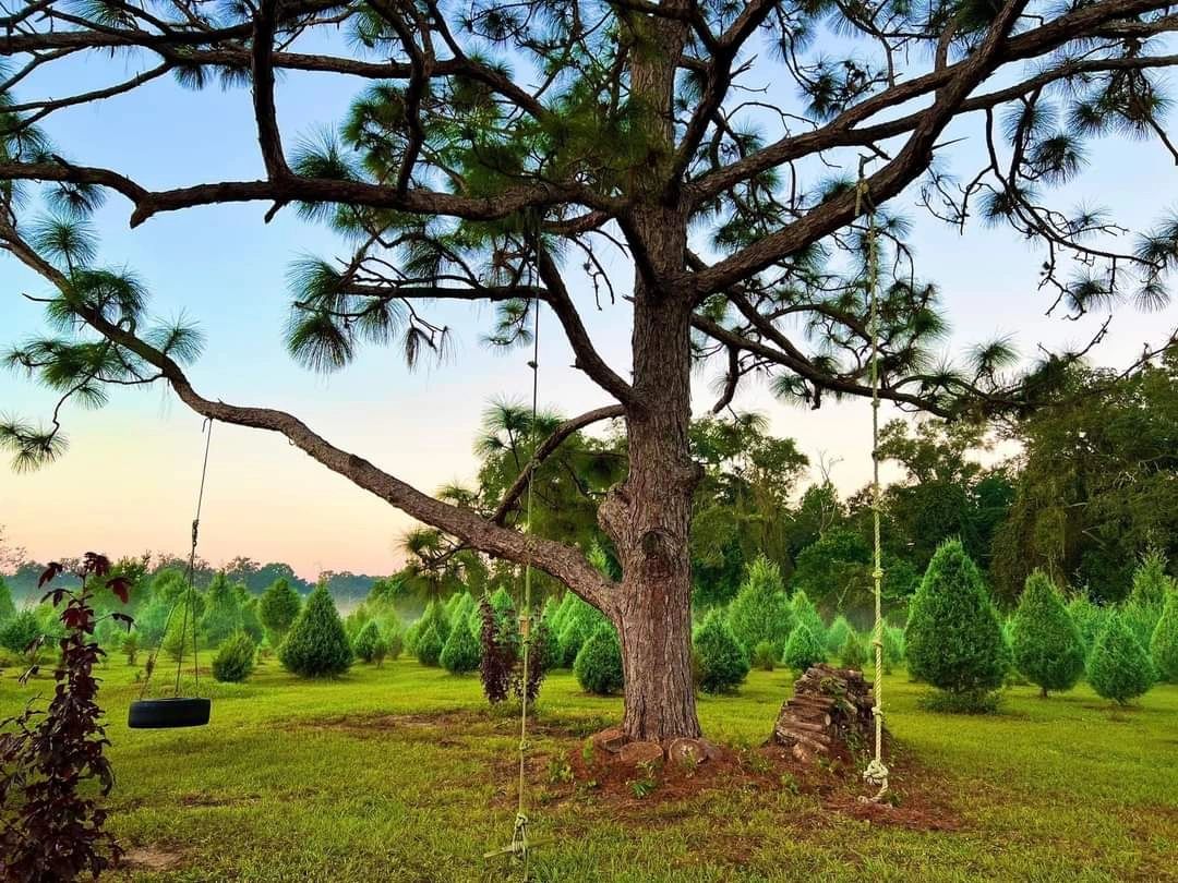 Blue Acres Christmas Tree Farm - Your Source for Fresh Cut Christmas Trees