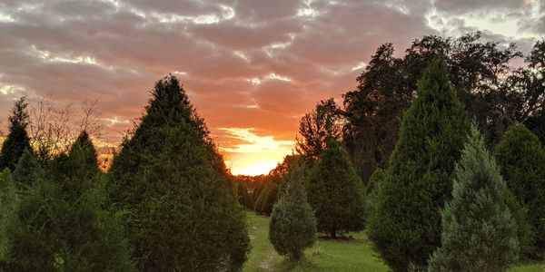 Blue Acres Christmas Tree Farm - Your Source for Fresh Cut Christmas Trees
